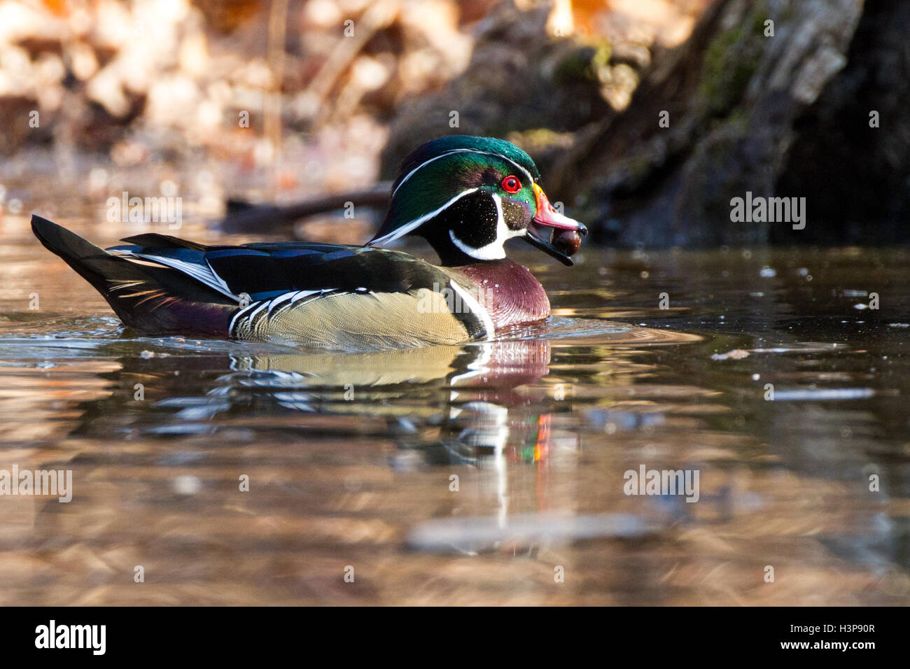 Wood Duck Meal Stock Photo - Alamy