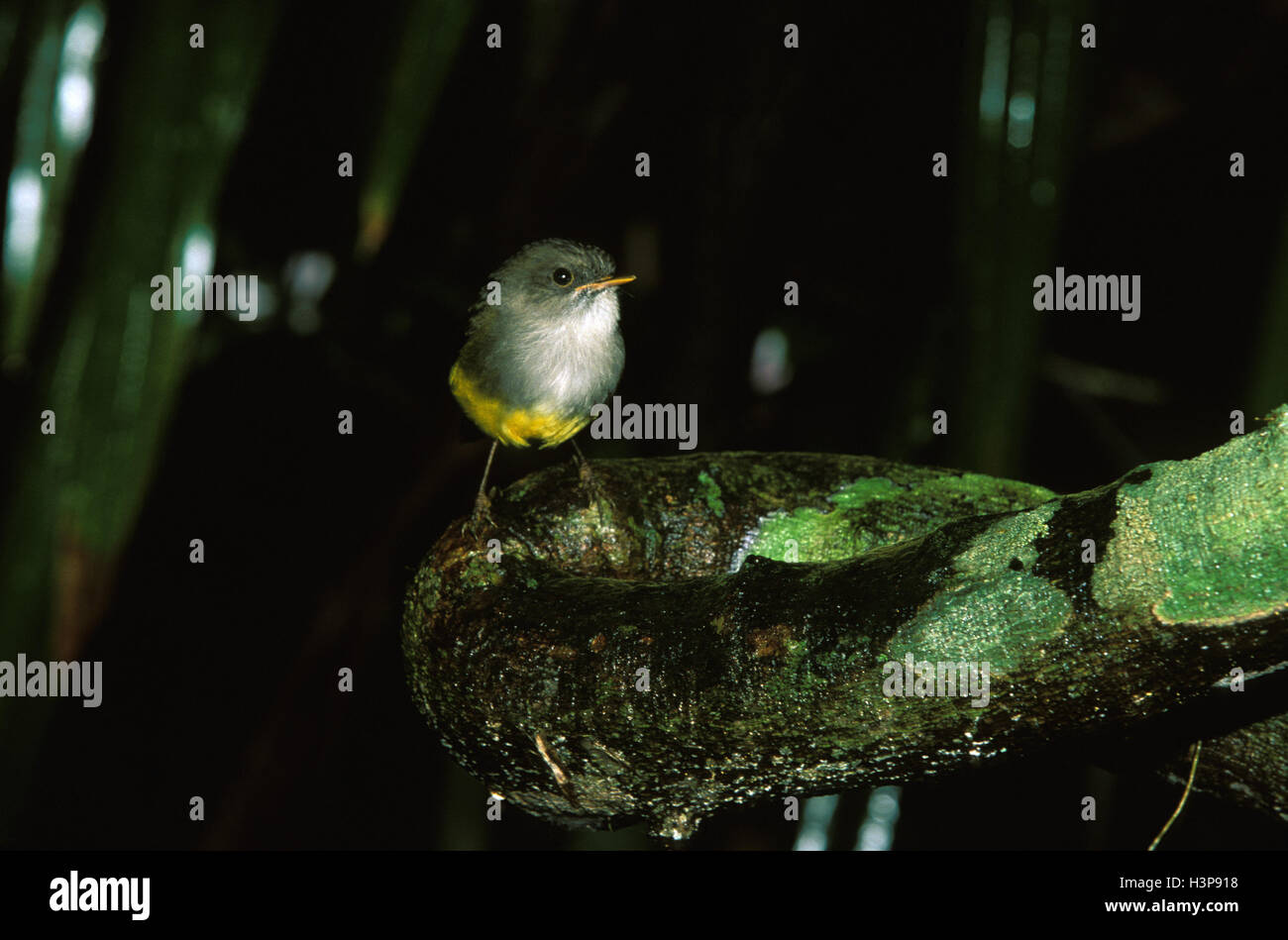 Yellow-bellied flyrobin (Microeca flaviventris Stock Photo - Alamy