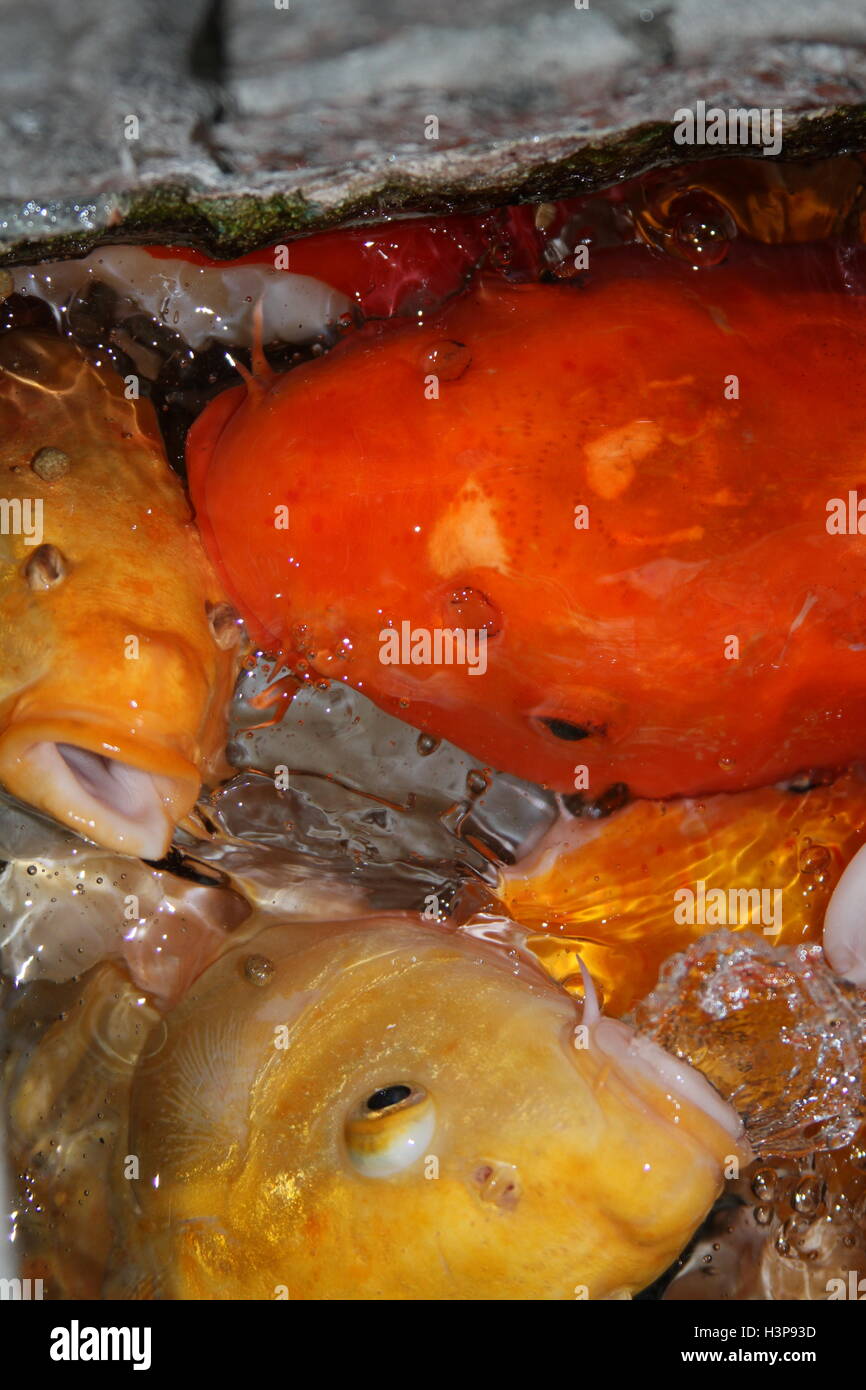 Yellow Koi High Resolution Stock Photography and Images - Alamy