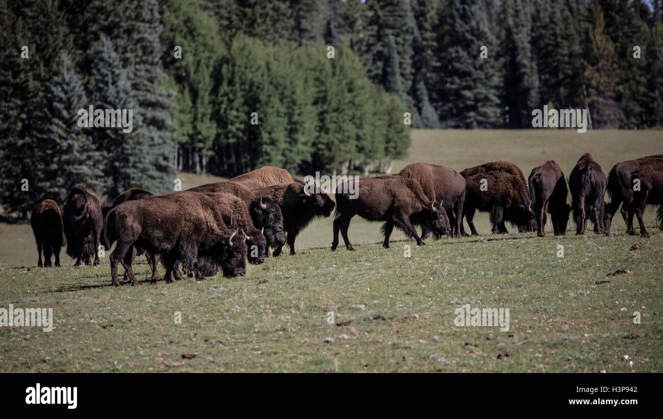 Bison herd grazing on the grasslands on a sunny spring day in Northern ...