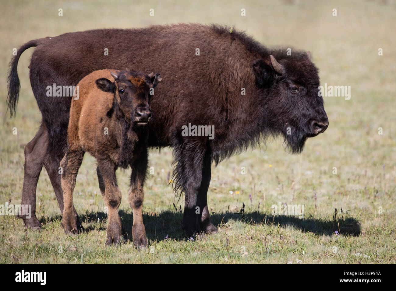 Bison mother and curious calf Stock Photo - Alamy