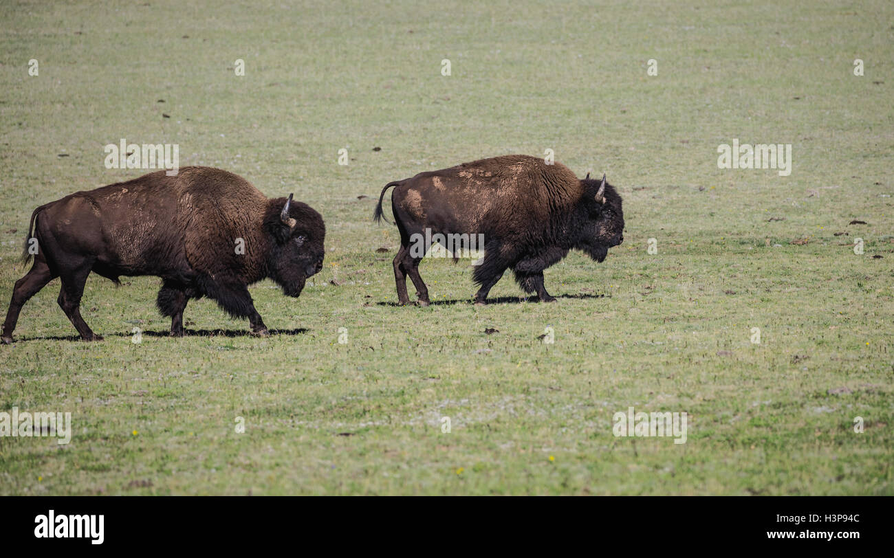 Hybrid Cattle High Resolution Stock Photography and Images - Alamy