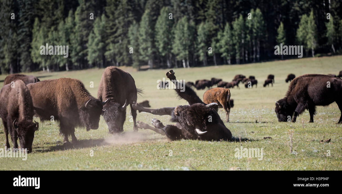 Bison enjoying a dust bath Stock Photo - Alamy
