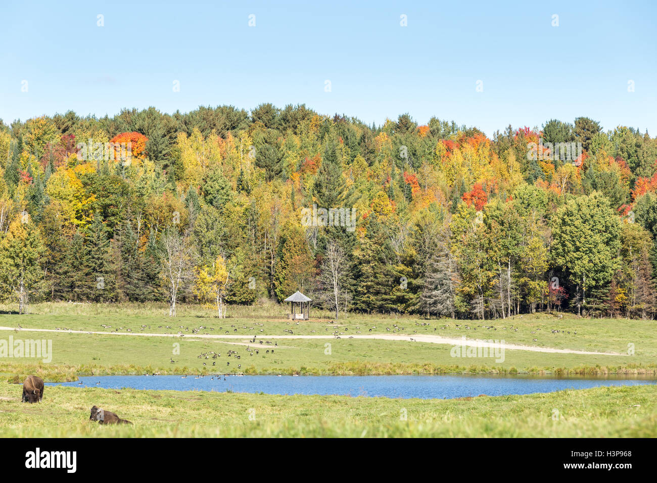 Algonquin Provincial Park in the fall season Stock Photo - Alamy