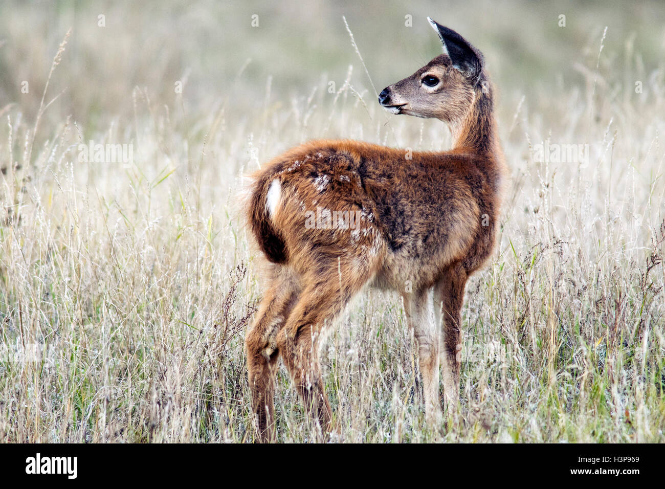Black-tailed Deer - Rathtrevor Beach Provincial Park - Parksville ...