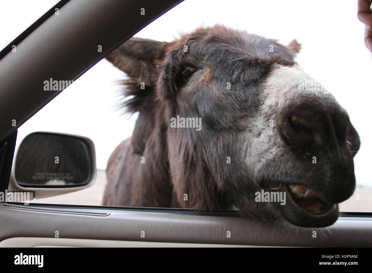Donkey teeth hi-res stock photography and images - Alamy