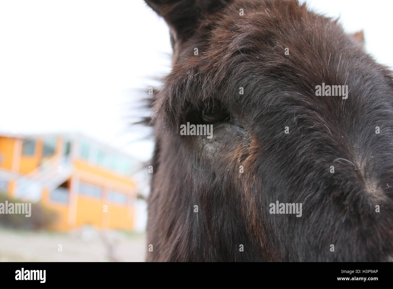 face of a donkey Stock Photo - Alamy
