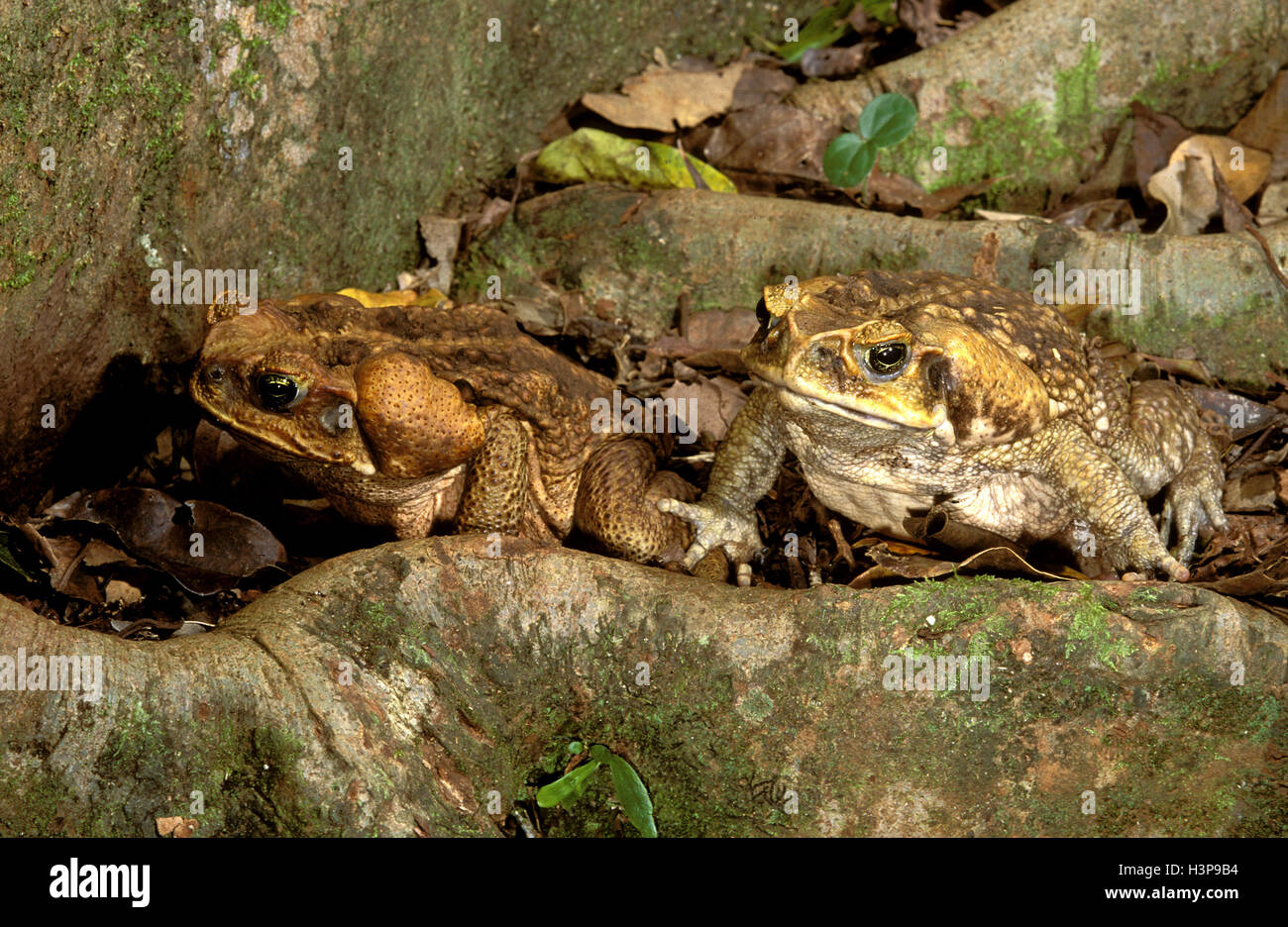 Cane toad (Rhinella marina Stock Photo - Alamy