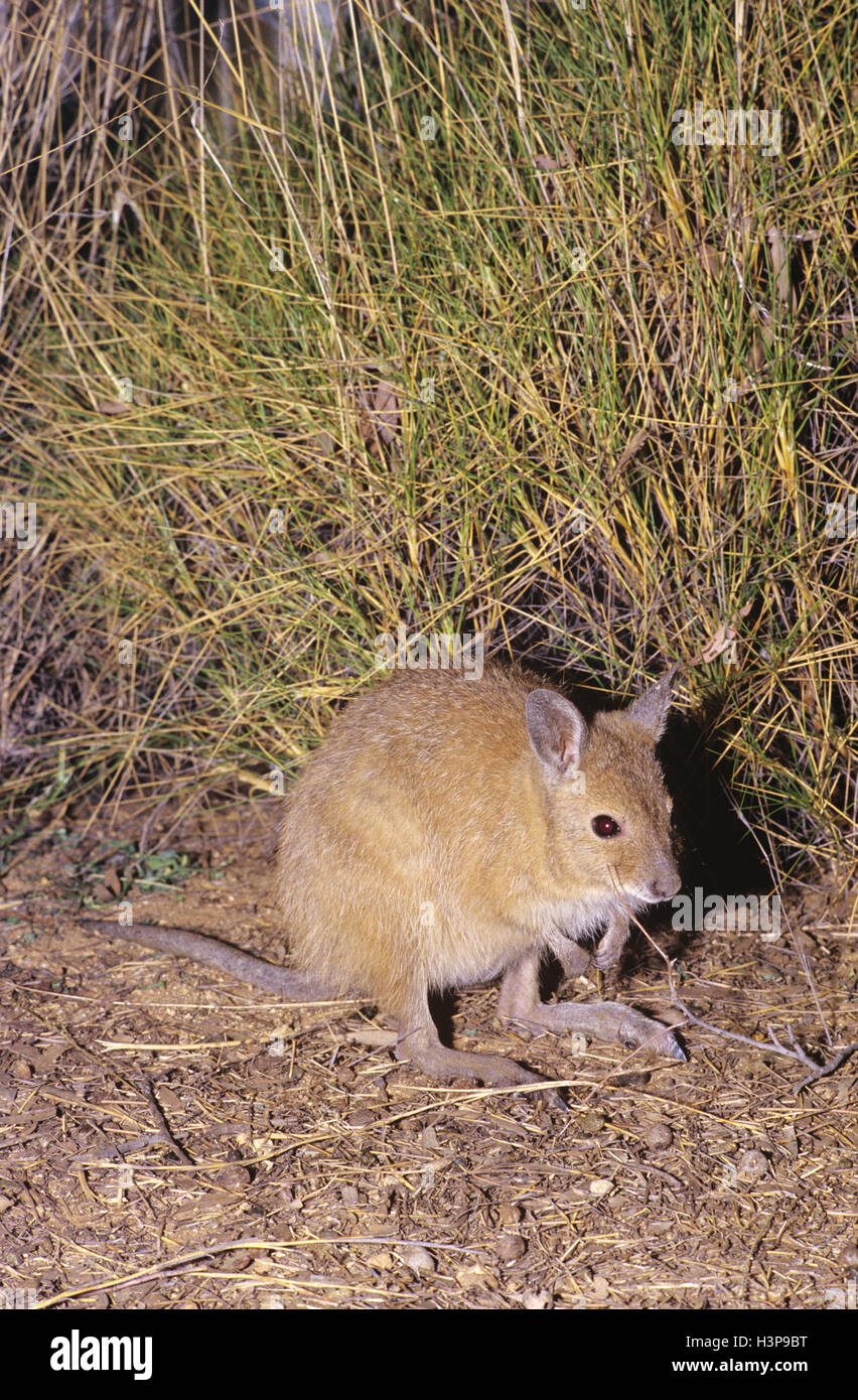 Aepyprymnus rufescens rat kangaroo hi-res stock photography and images ...