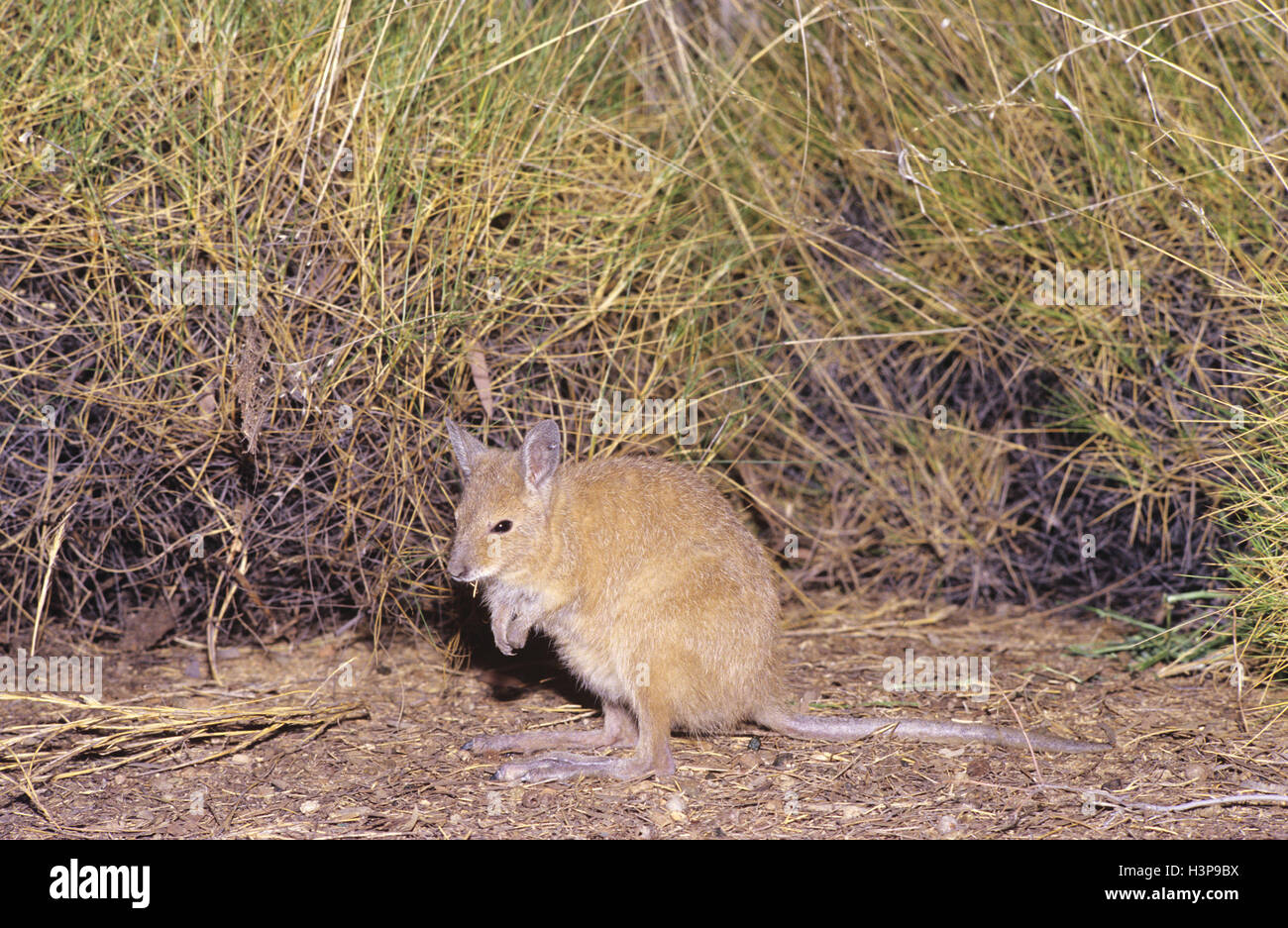 Rufous bettong (Aepyprymnus rufescens Stock Photo - Alamy
