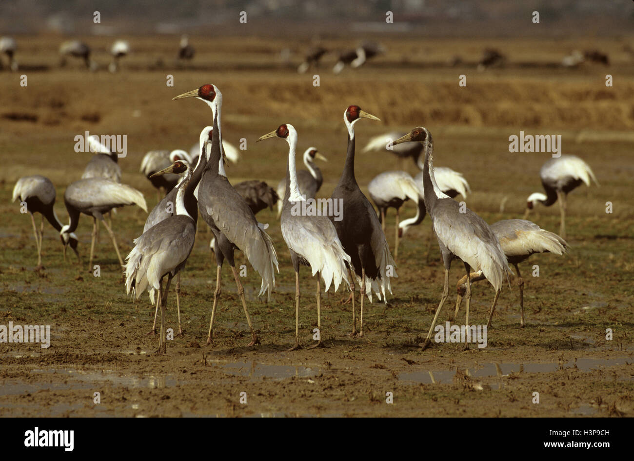 Foraging brolga hi-res stock photography and images - Alamy