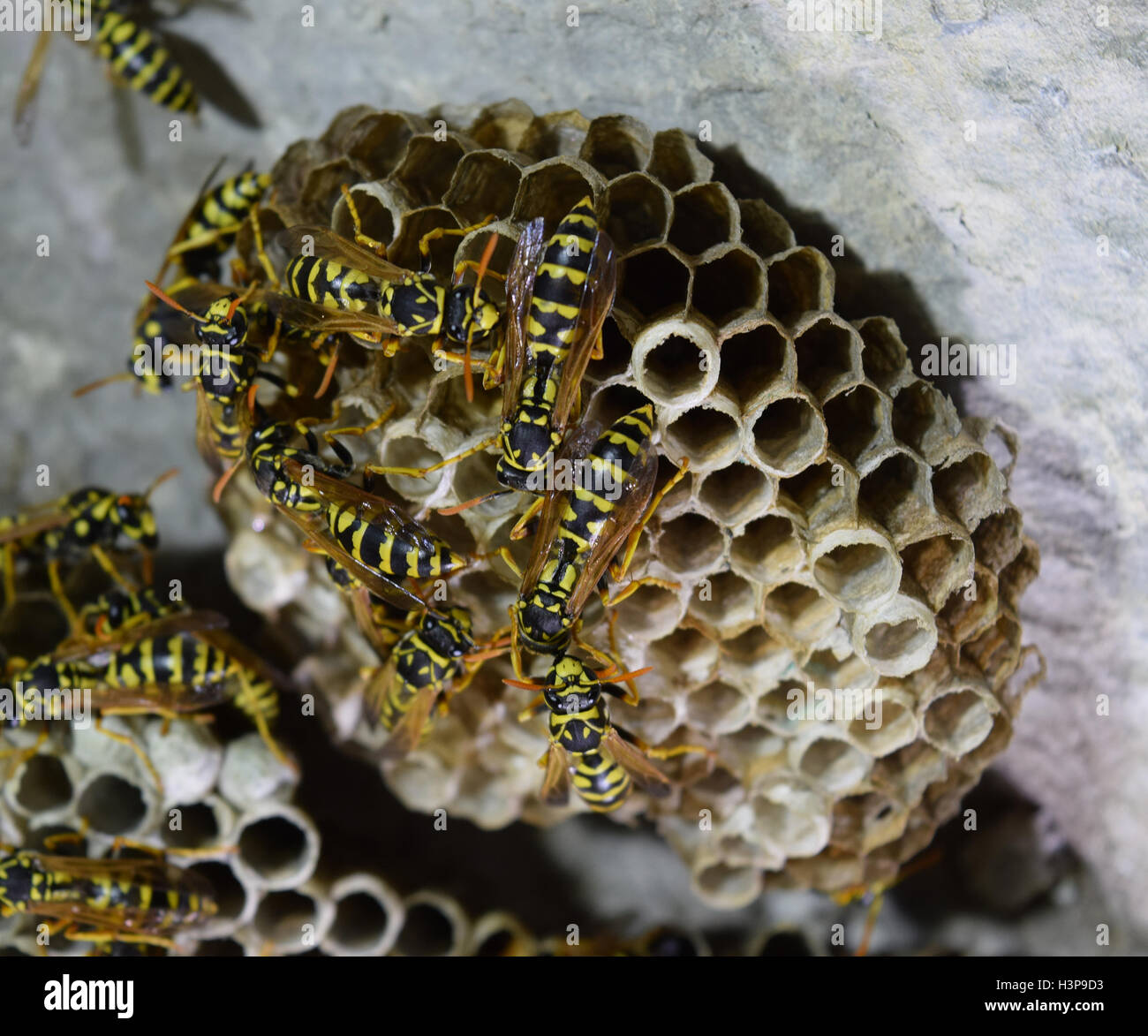 Wasp nest with wasps sitting on it. Wasps polist. The nest of a family ...
