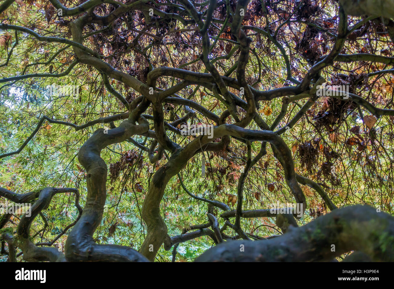 The sun shines above a Japanese Maple tree in Seattle, Washington Stock ...