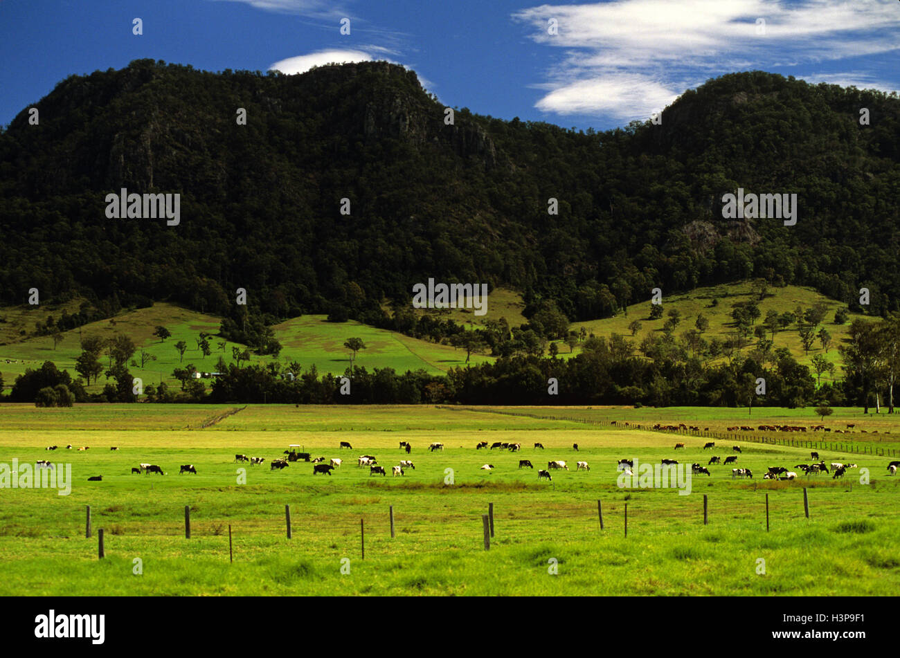 Forested scene hi-res stock photography and images - Alamy