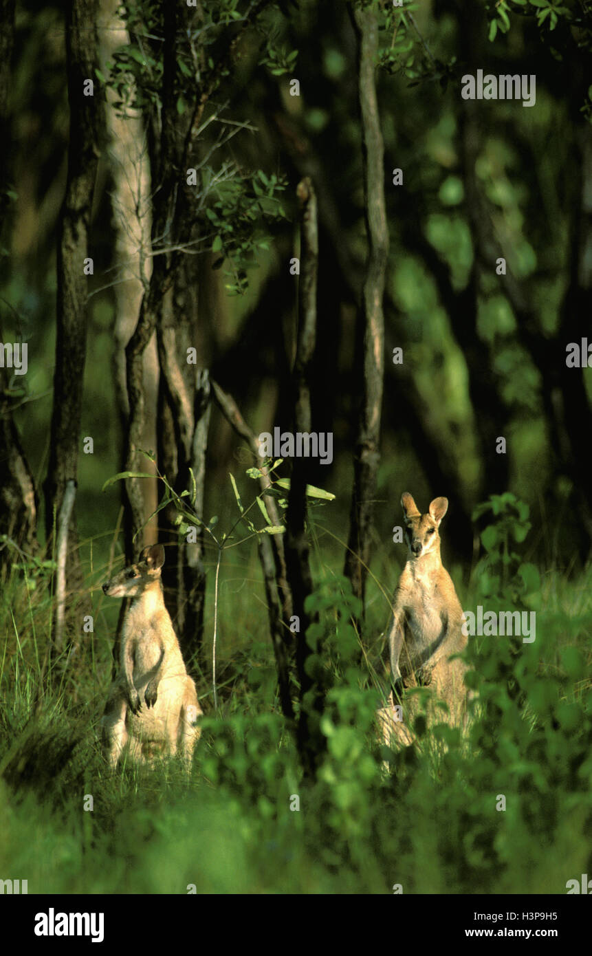 Agile wallaby (Macropus agilis Stock Photo - Alamy
