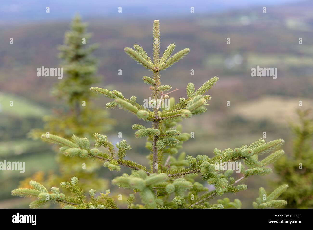 Fall Autumn colours of North America Stock Photo - Alamy