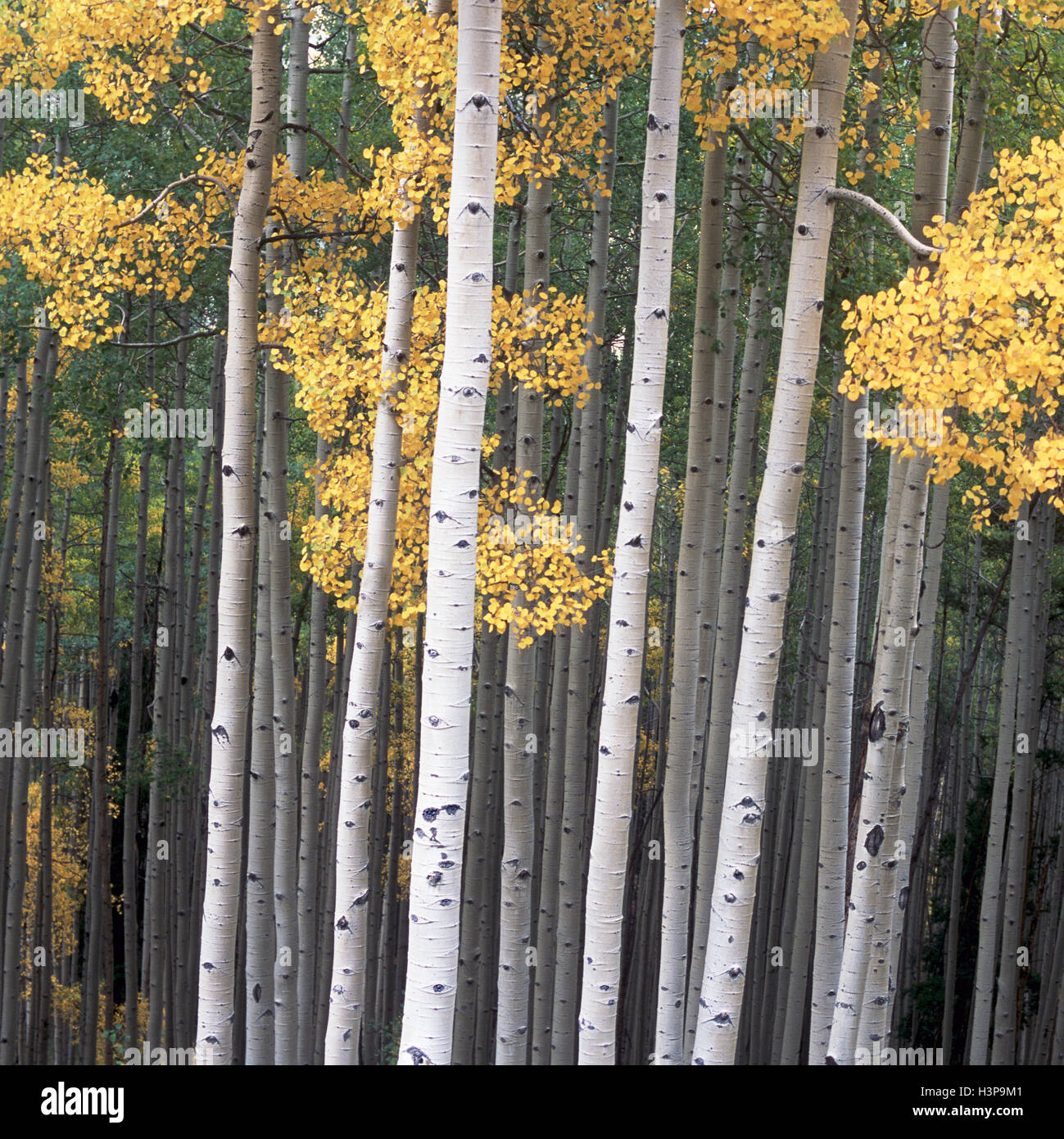 Aspen grove hi-res stock photography and images - Alamy