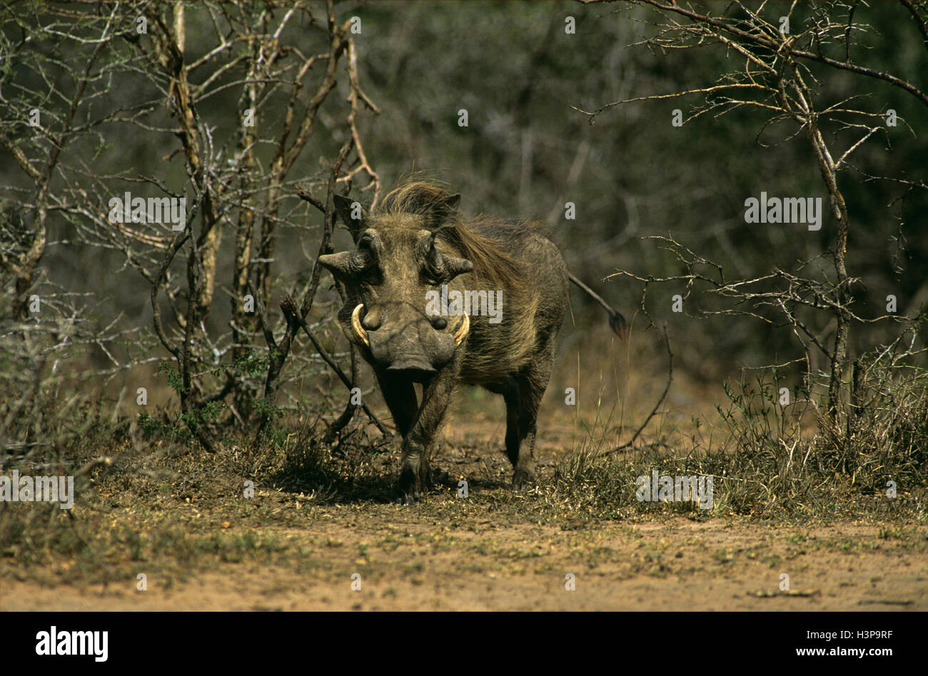 Phacochoerus africanus africanus hi-res stock photography and images ...
