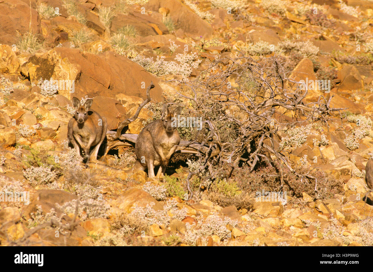 Euro or Wallaroo (Macropus robustus erubescens Stock Photo - Alamy