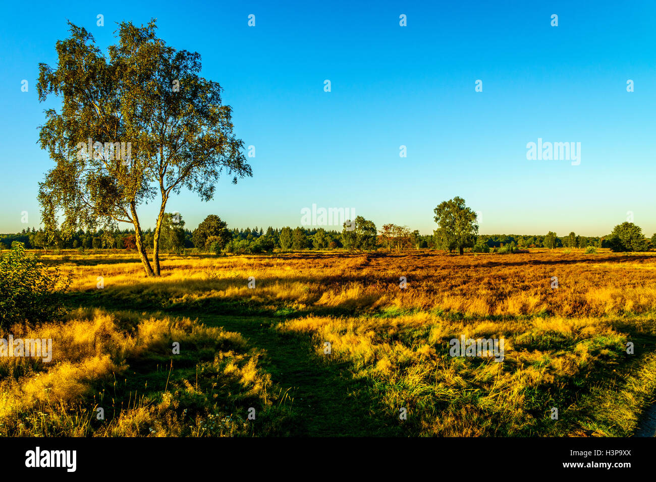 Heide town hi-res stock photography and images - Alamy