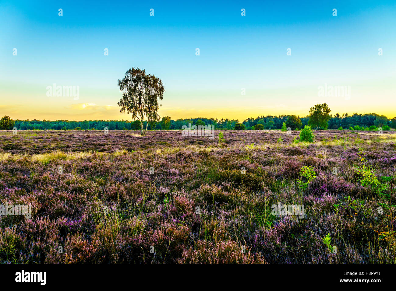 Heide town hi-res stock photography and images - Alamy