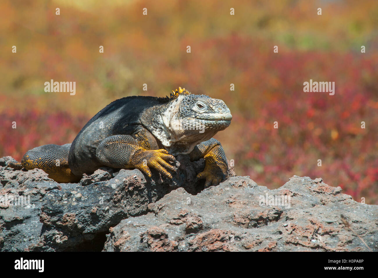 Galapagos Land Iguana (Conolophus subcristatus), South Plaza Island ...