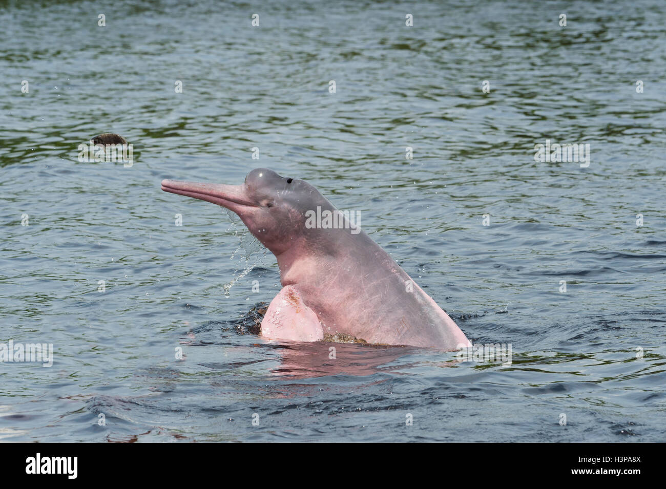 Amazon pink dolphin hi-res stock photography and images - Alamy