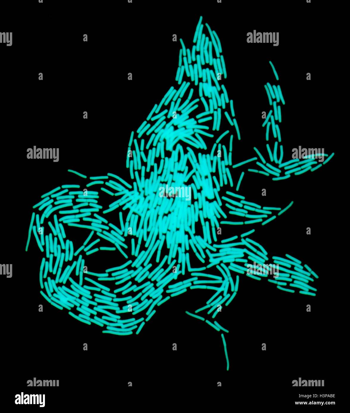 Bacillus megaterium hi-res stock photography and images - Alamy