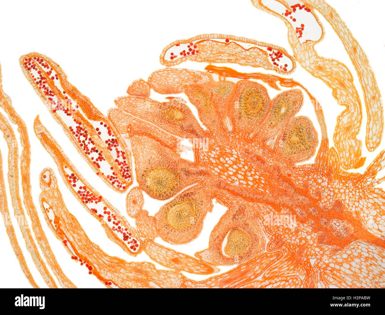 Flower bud. Light microscope image (LM) of a section of a flower bud ...
