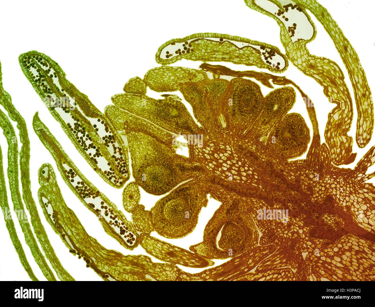 Flower bud. Light microscope image (LM) of a section of a flower bud ...
