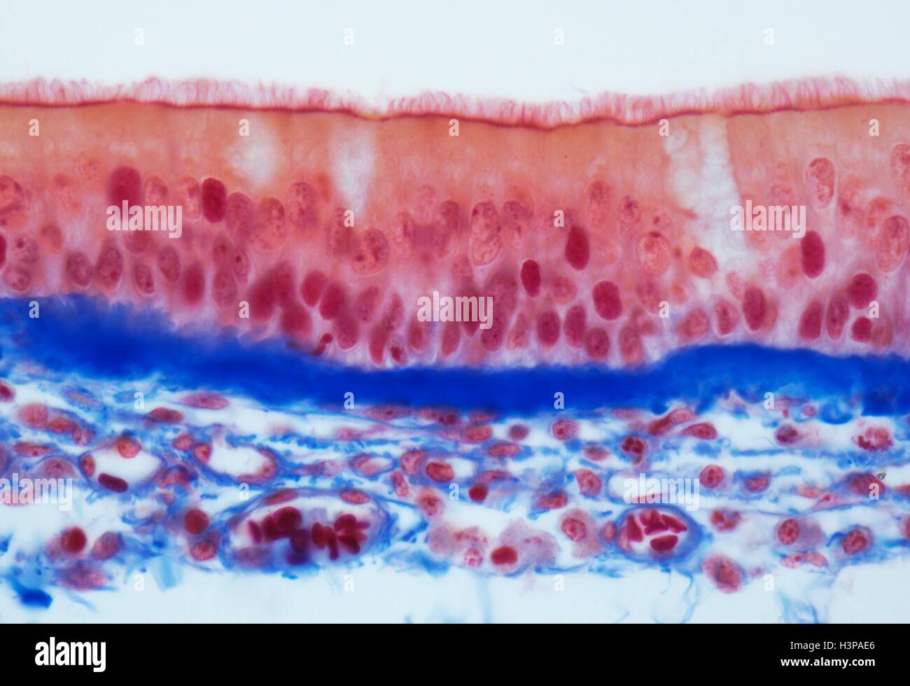 Trachea epithelium. Light micrograph (LM) of a vertical section through the pseudostratified ...
