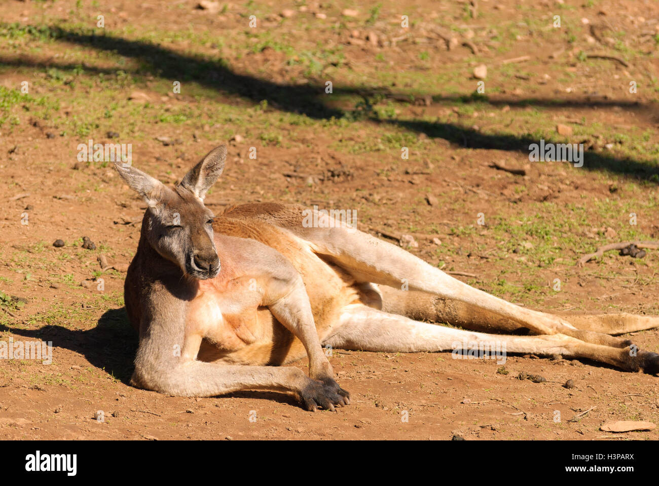 large male kangaroo laying on ground in zoo in the sun Stock Photo - Alamy