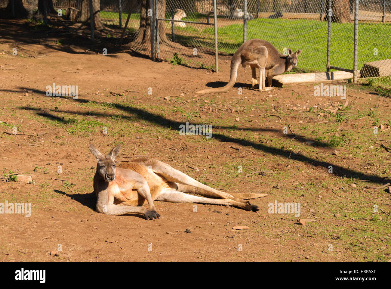 kangaroos in an animal enclosure at the zoo Stock Photo - Alamy