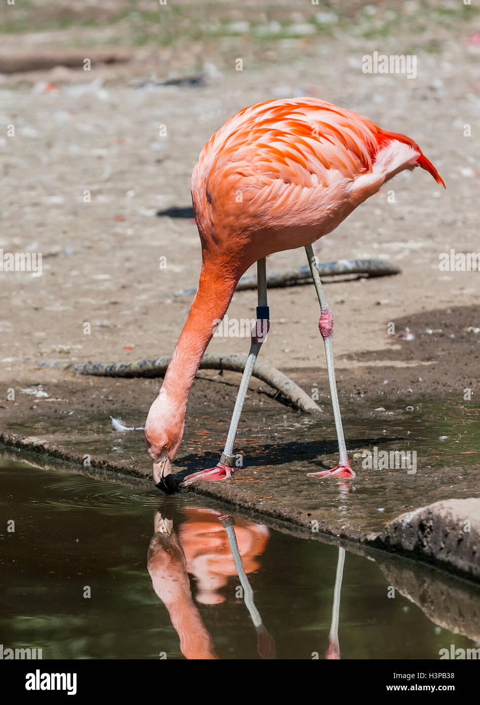 Pink flamingo is drinking water from a pond Stock Photo - Alamy