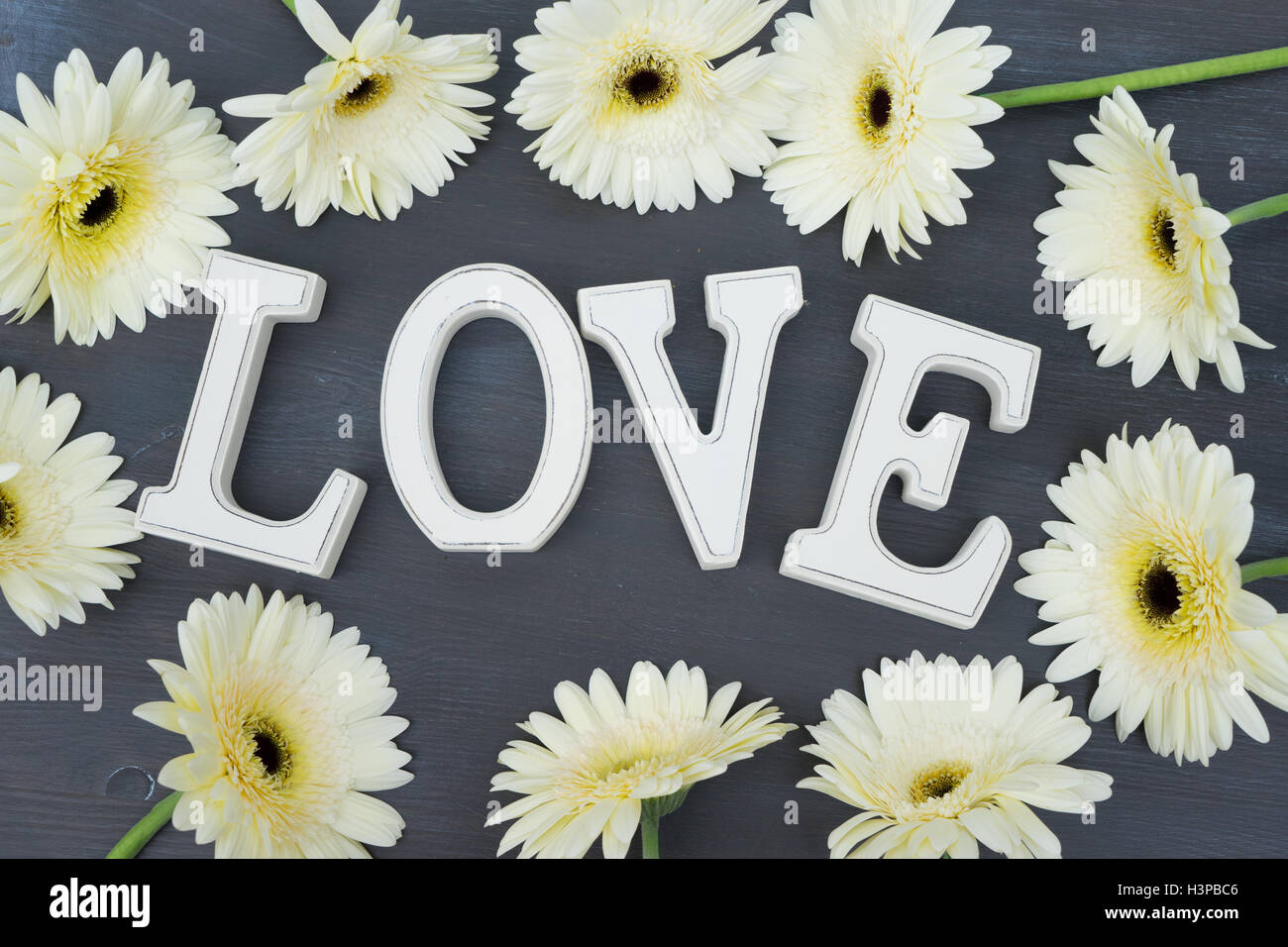 Beige gerbera flowers Stock Photo - Alamy