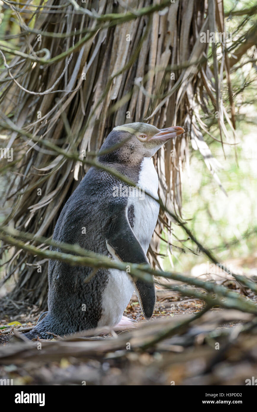 Yellow-eyed penguin, Megadyptes antipodes, Katiki Point, New Zealand's ...