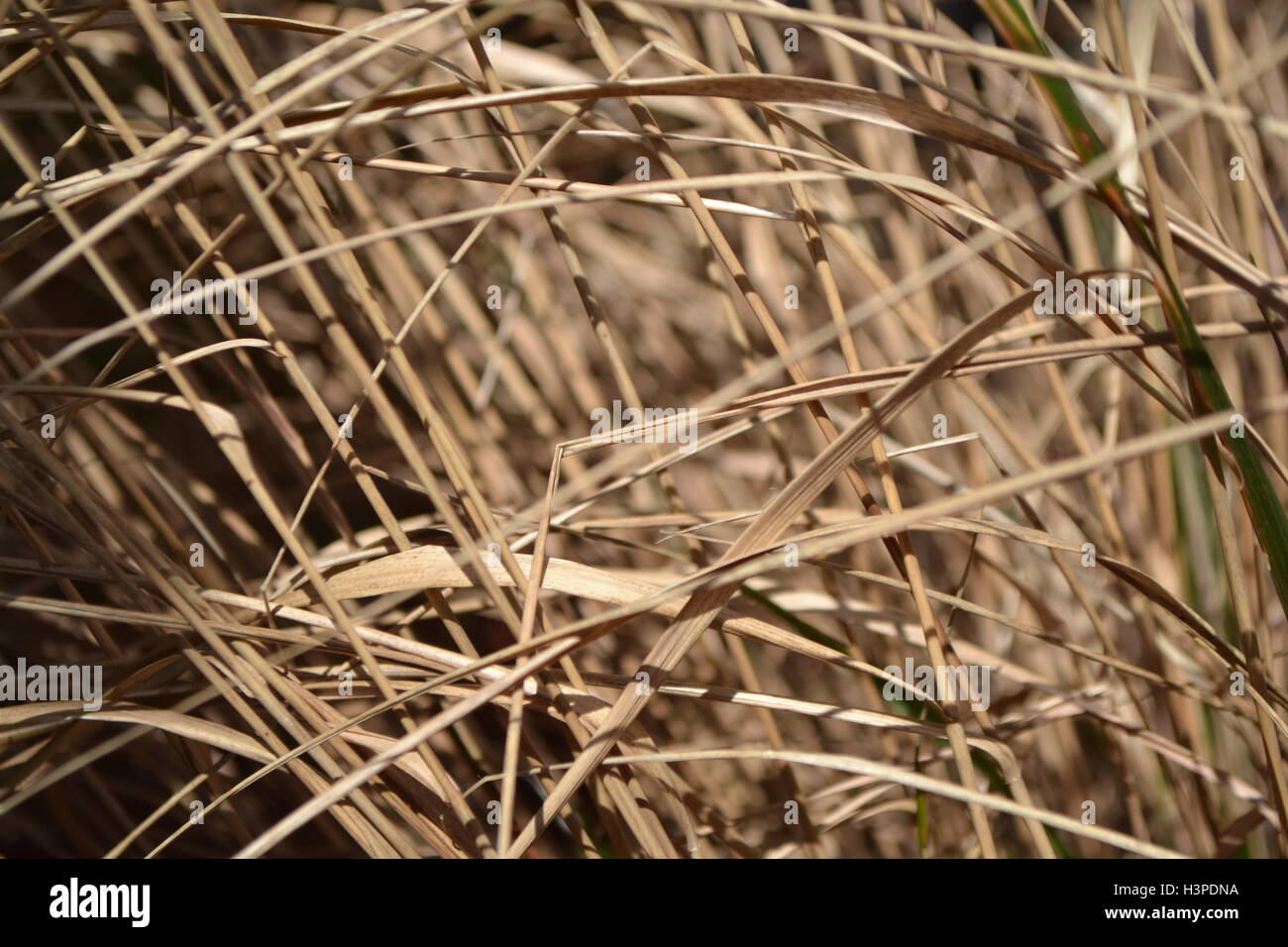 Beige dry grass hi-res stock photography and images - Alamy