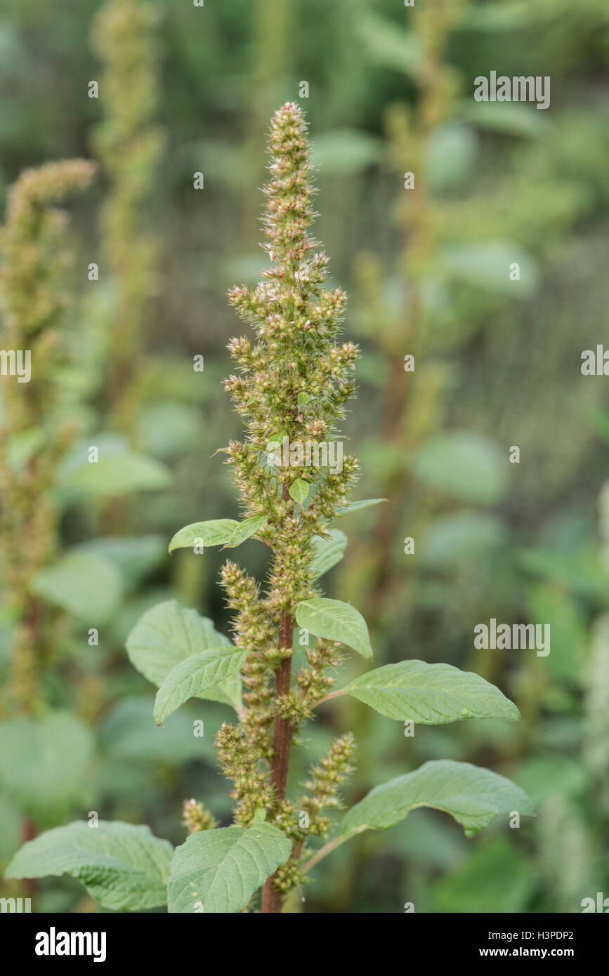 Amaranthus retroflexus, Red-root Amaranth, growing in a farmyard ...