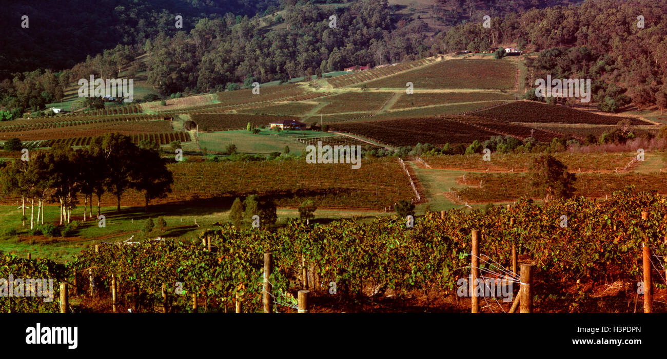 Vineyards of the Lower Hunter Valley Stock Photo - Alamy