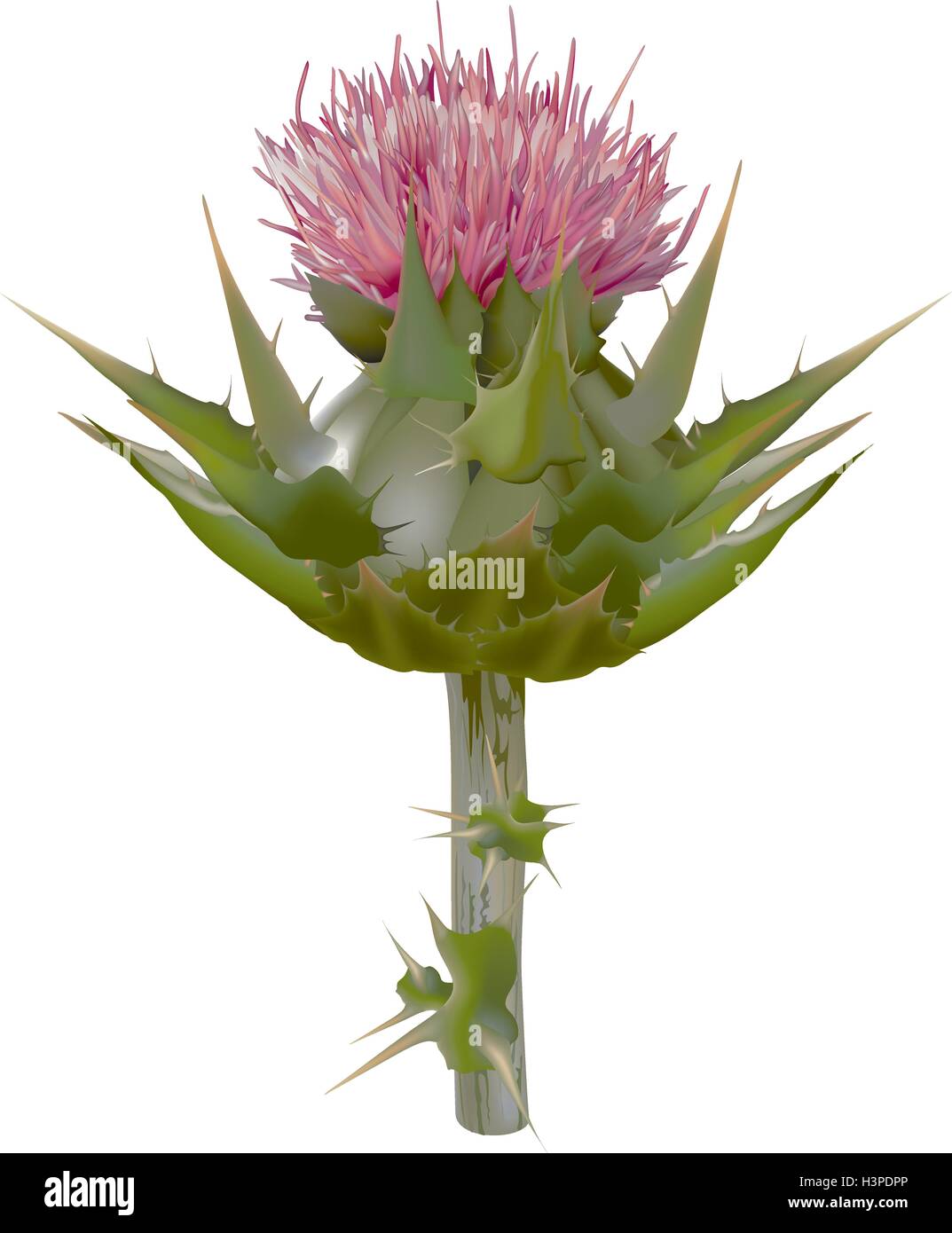 Milk thistle blessed mary thistle Stock Vector Images - Alamy
