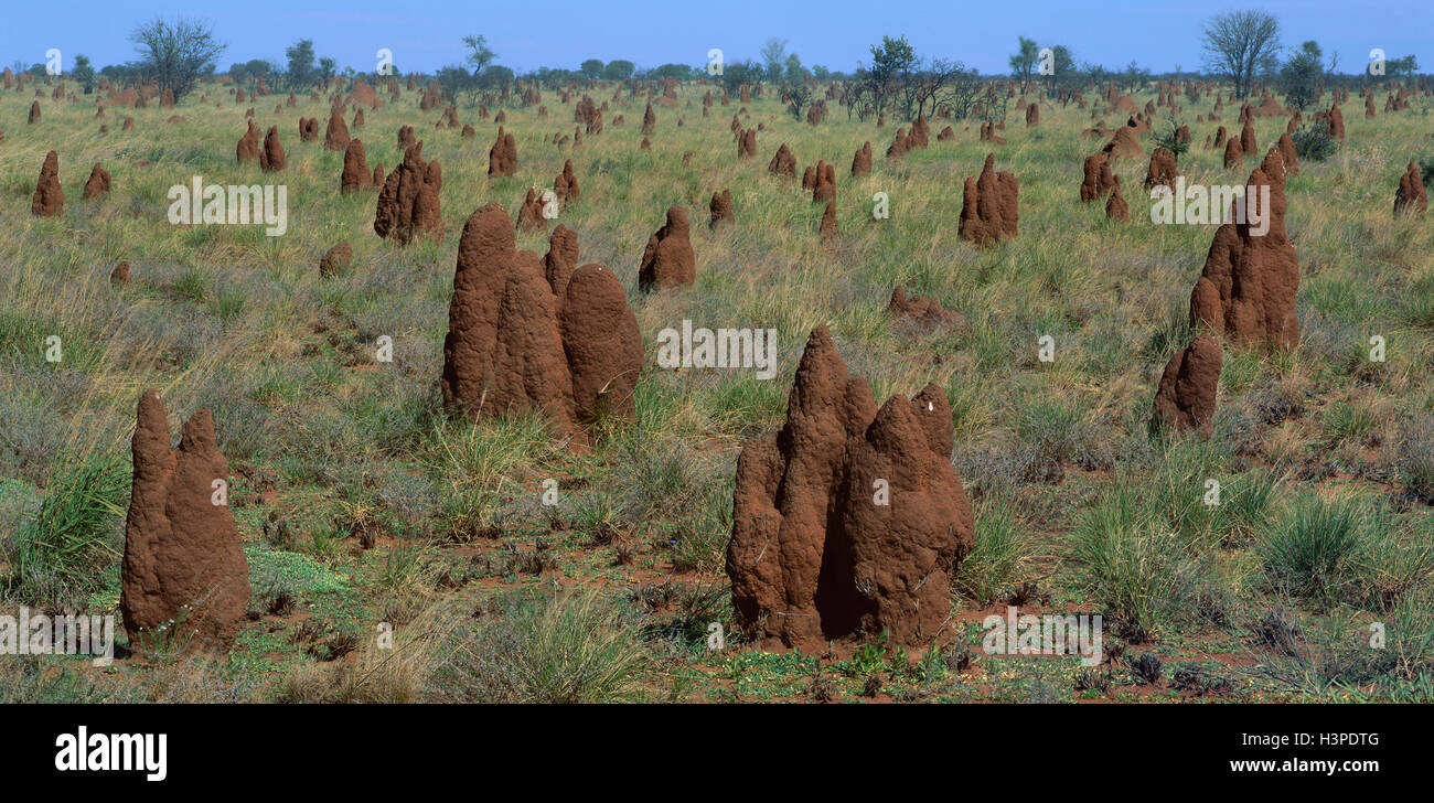 Termitarium hi-res stock photography and images - Alamy