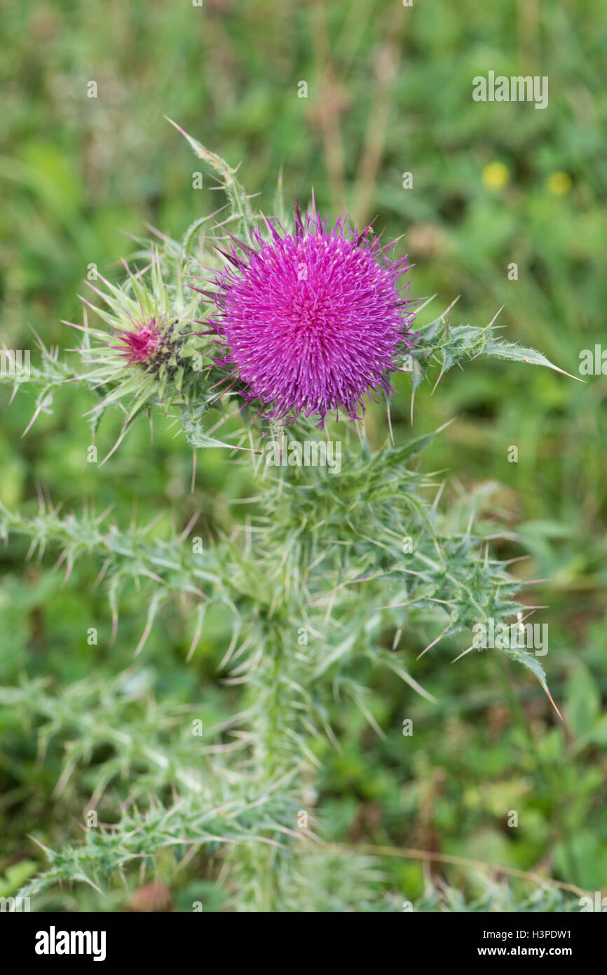 Cards nuts, Nodding or Musk Thistle, growing in a meadow, Surrey, UK ...