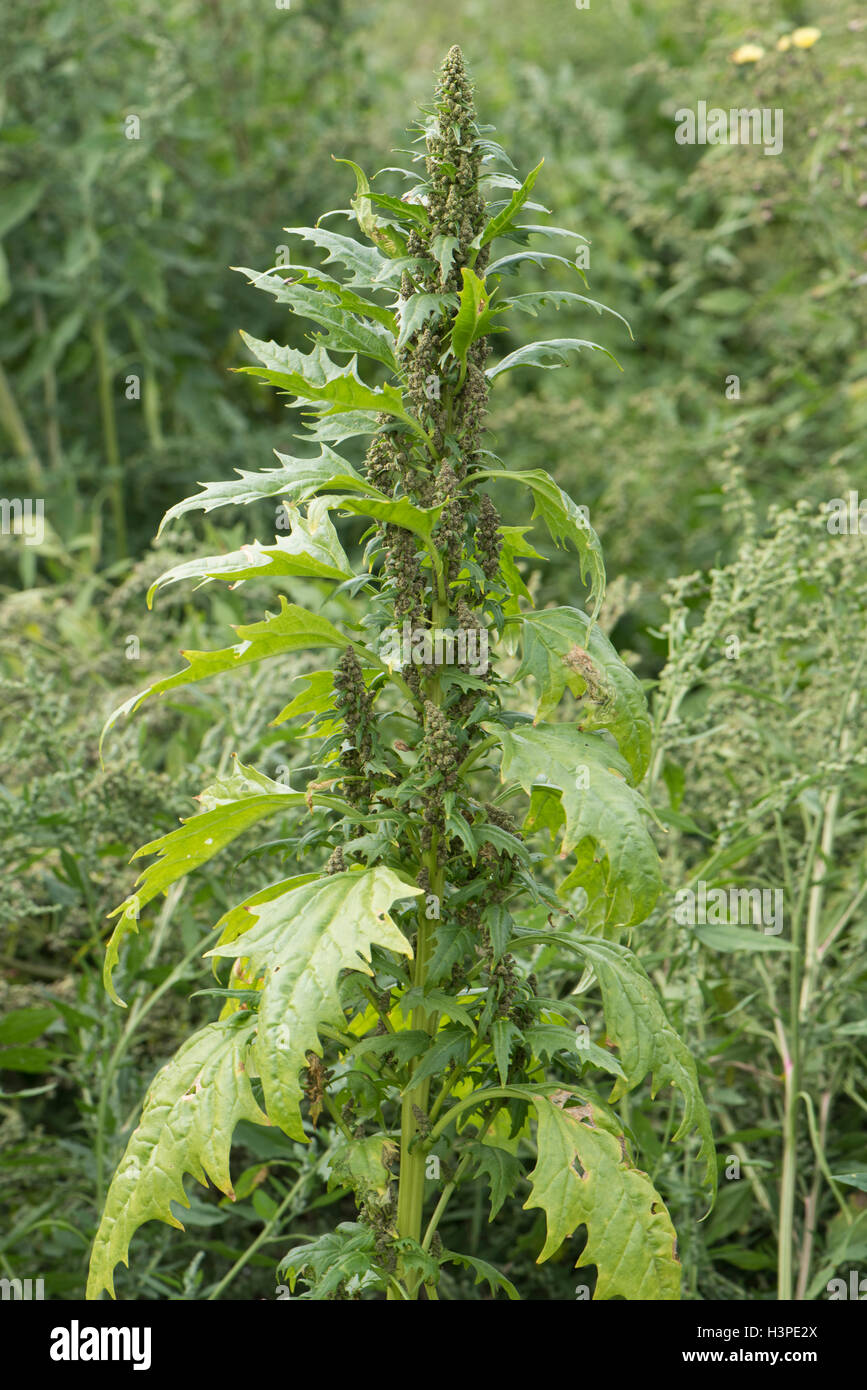Chenopodium rubrum, Red Goosefoot growing in a farmyard, Surrey, UK ...