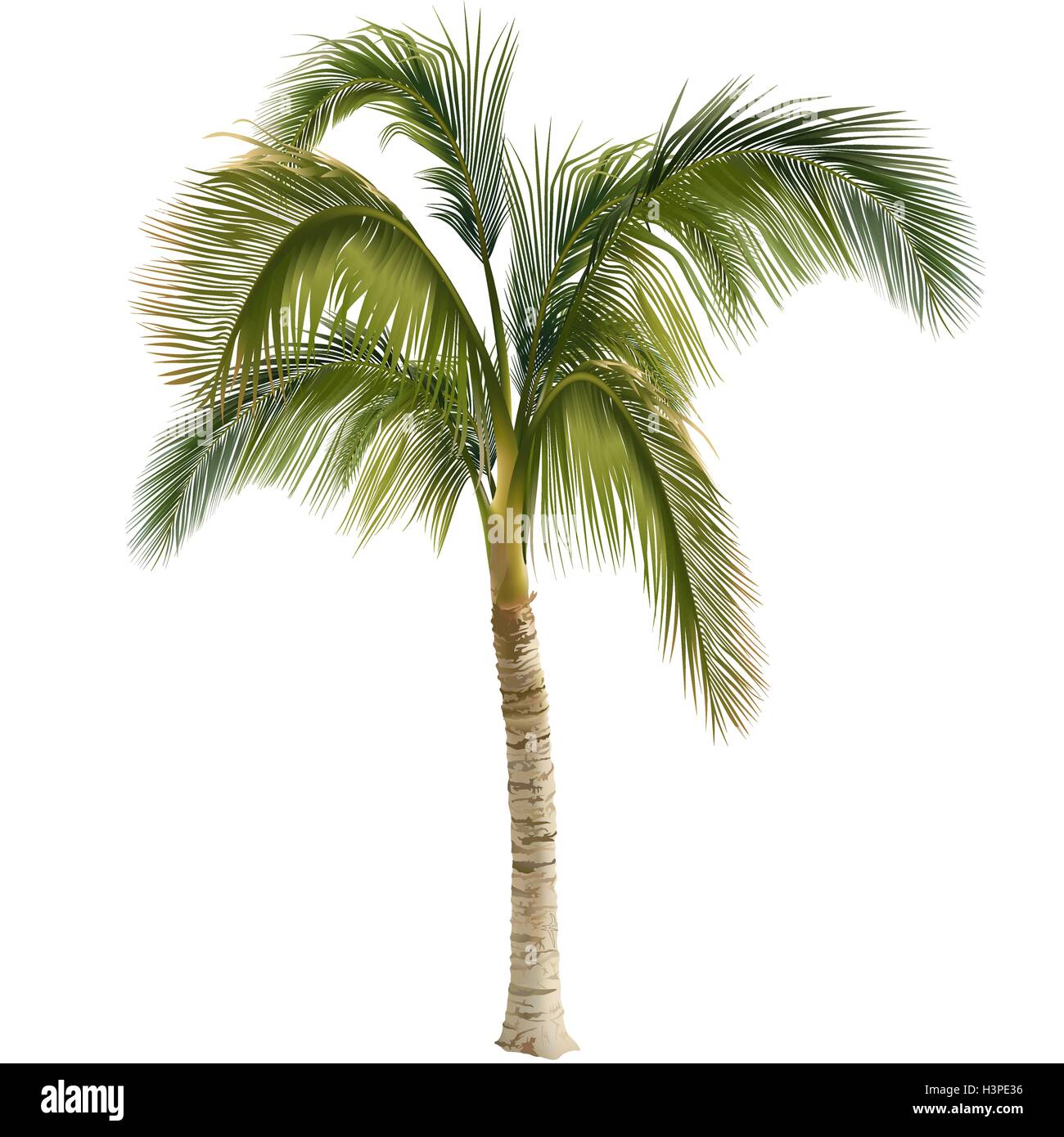 Palm cut out Stock Vector Images - Alamy