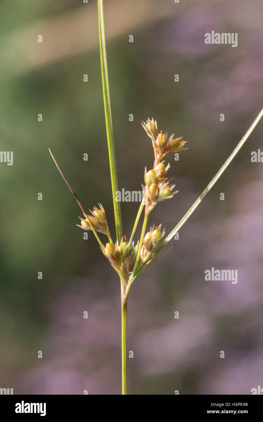 Tenuis hi-res stock photography and images - Alamy