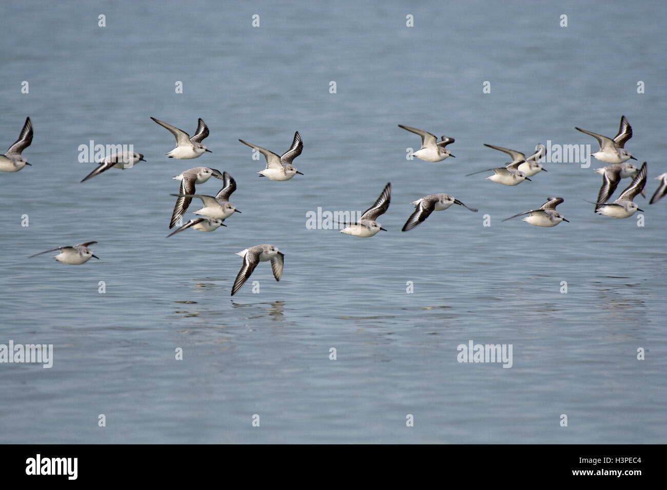A flock of migrating sanderlings, Calidris alba, flying over water ...