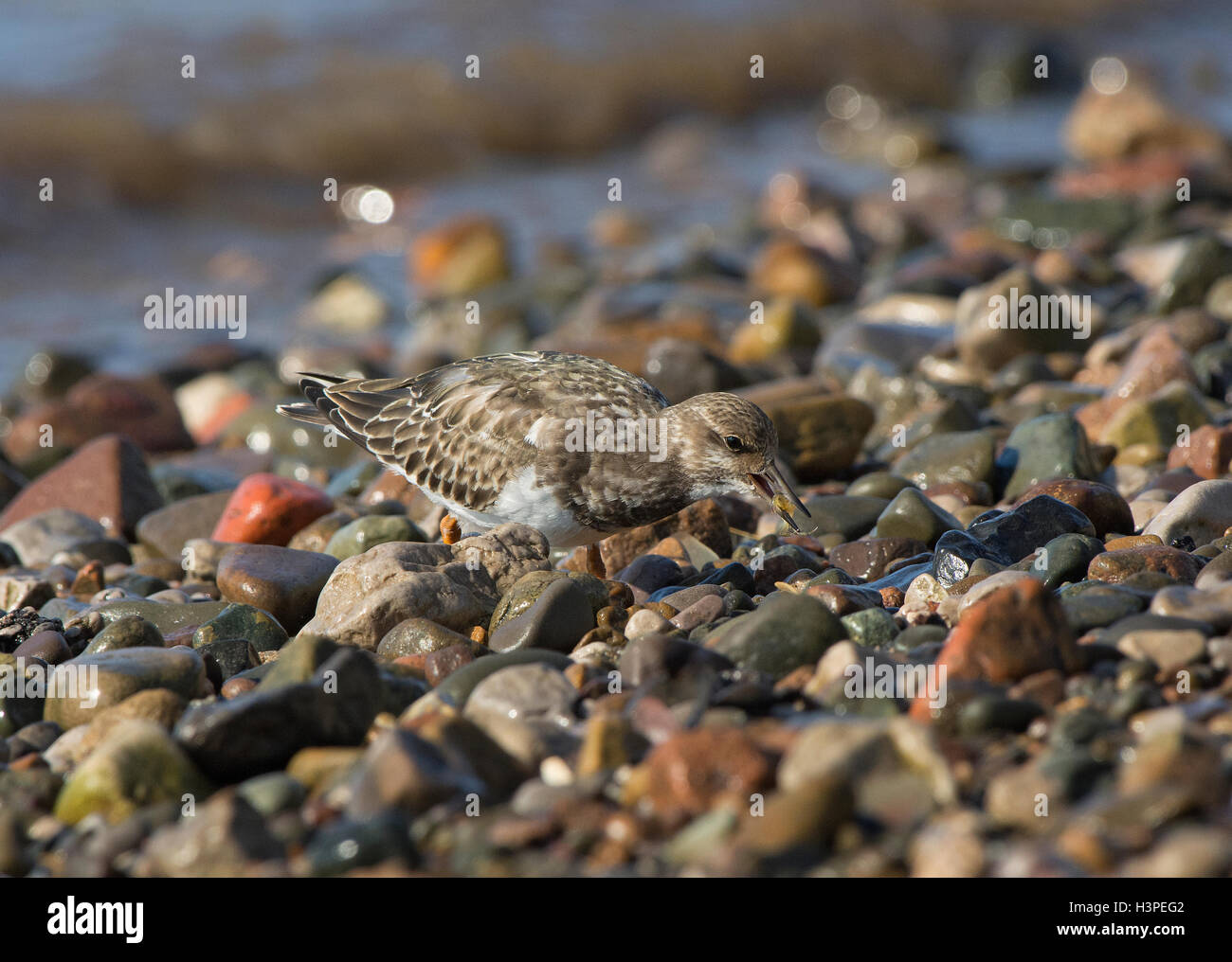 Ruddy Turnstone, Arenaria interpres, juvenile feeding on crab, Knott ...