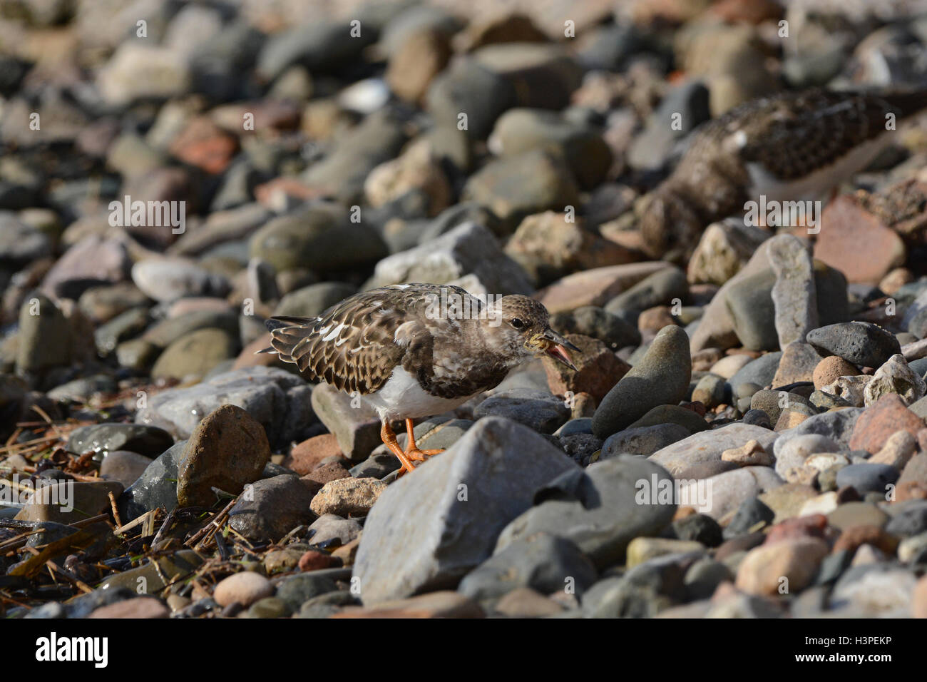 Ruddy Turnstone, Arenaria interpres, juvenile feeding on crab, Knott ...