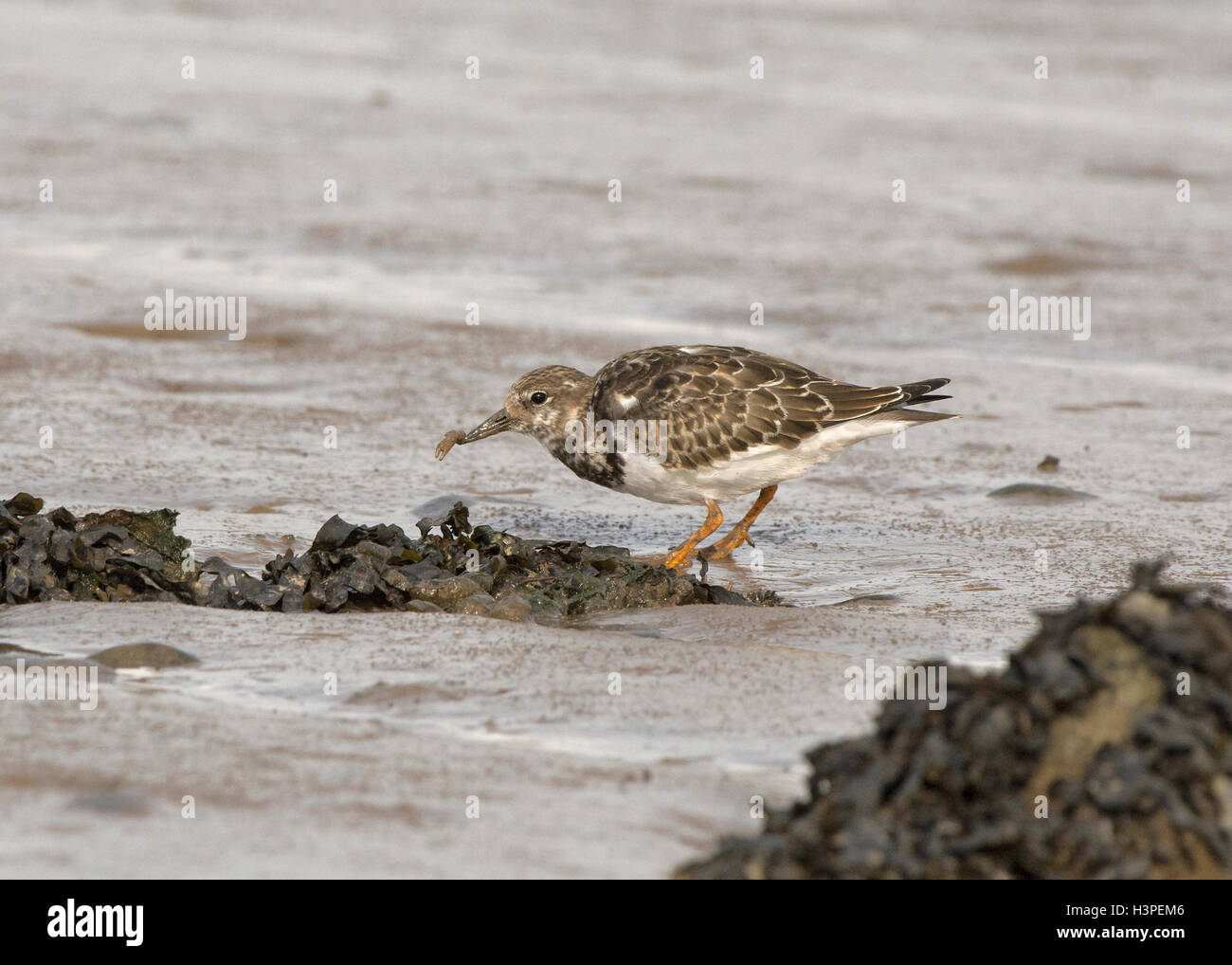 Ruddy Turnstone, Arenaria interpres, juvenile feeding on crab, Knott ...