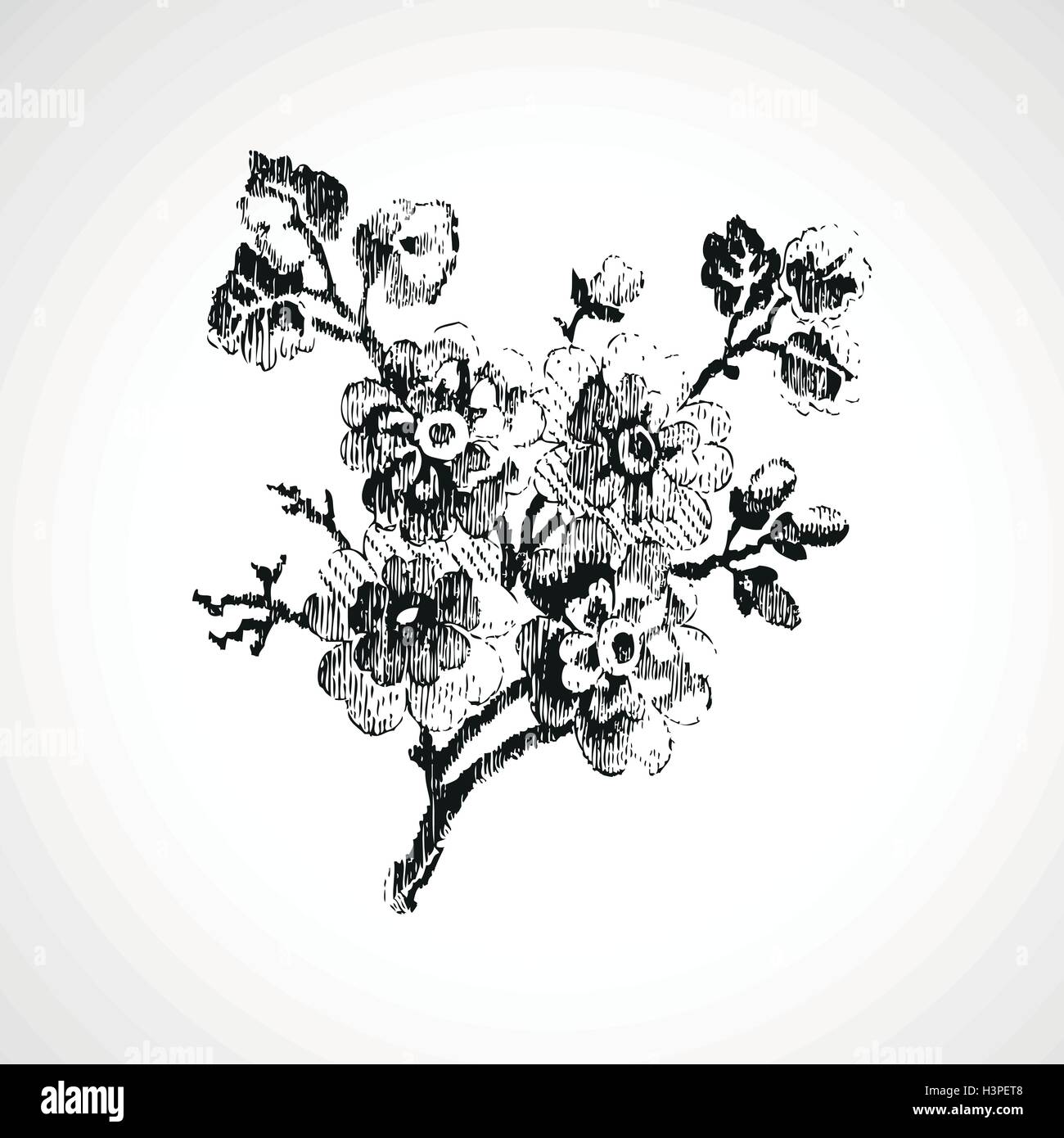 Vector hand drawn sakura Stock Vector Images - Alamy